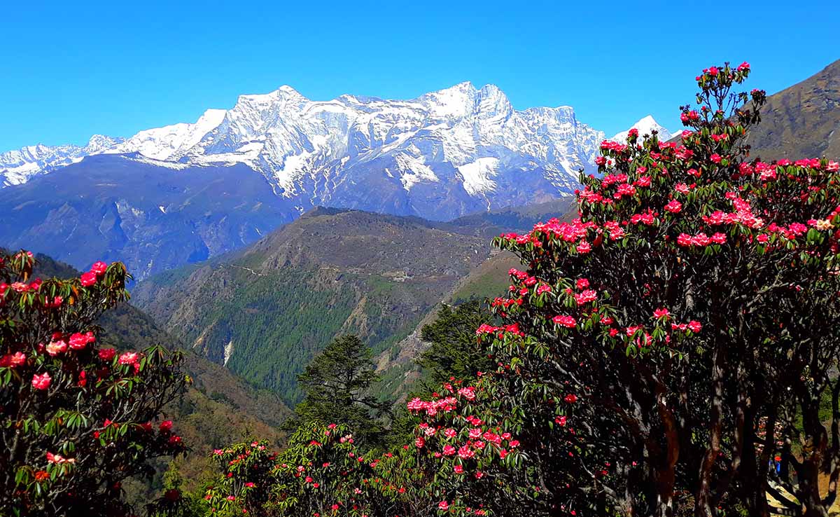 Rhododendron View Trek - Himalayan Circuit