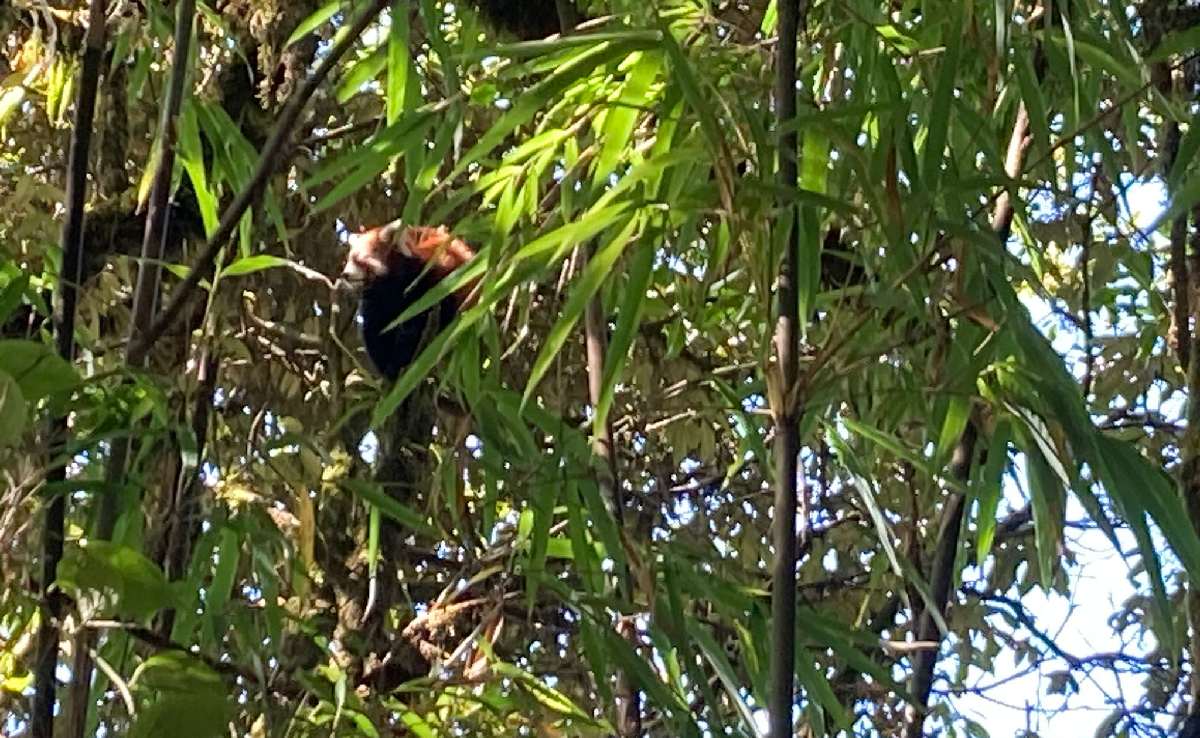 Top Red Panda Trekking Destinations in Nepal